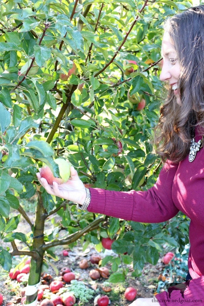 Creating a Vintage Inspired Apple Picking Sign