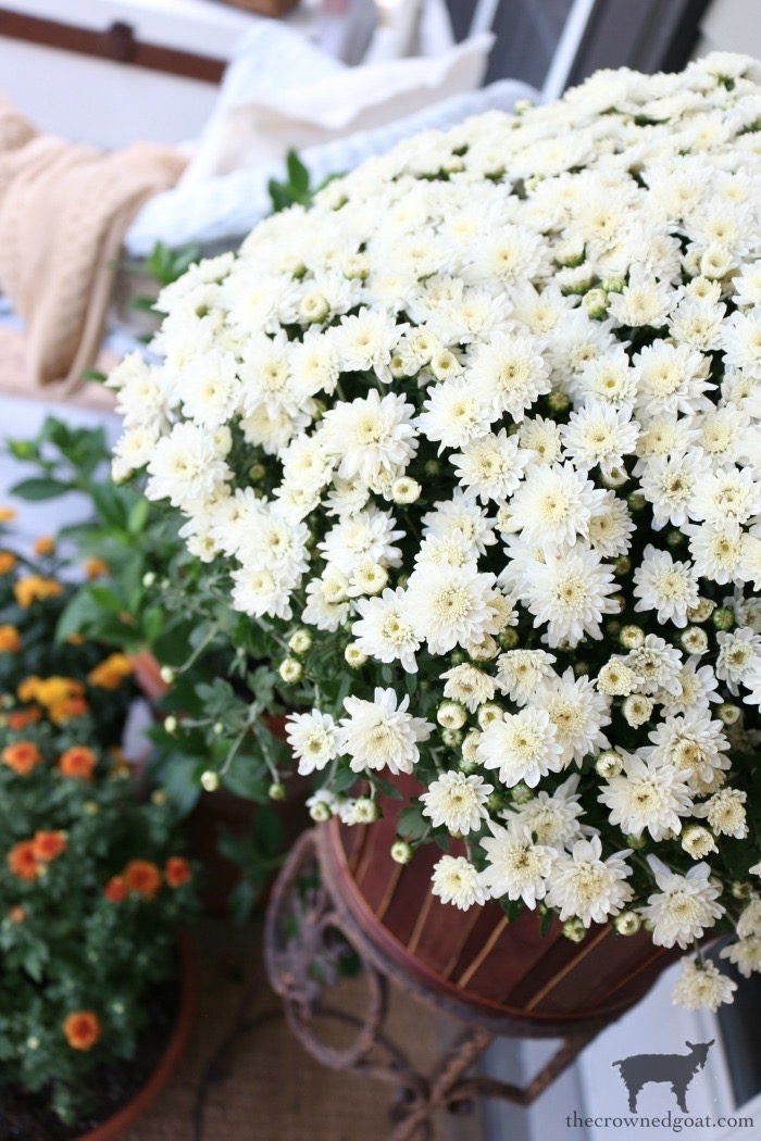 Tips & Tricks for Keeping Mums Alive