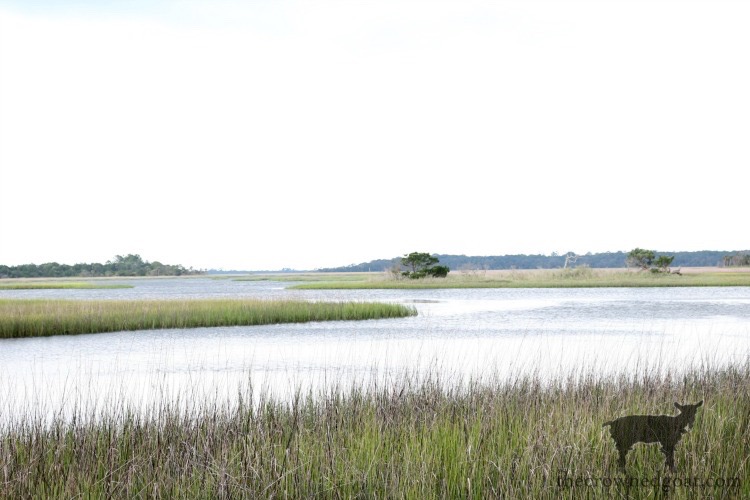 From the Front Porch