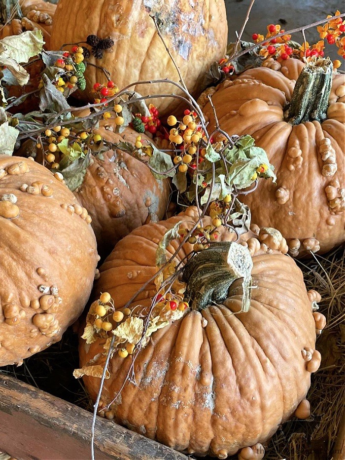 Fall in the Field at Renningers Mount Dora