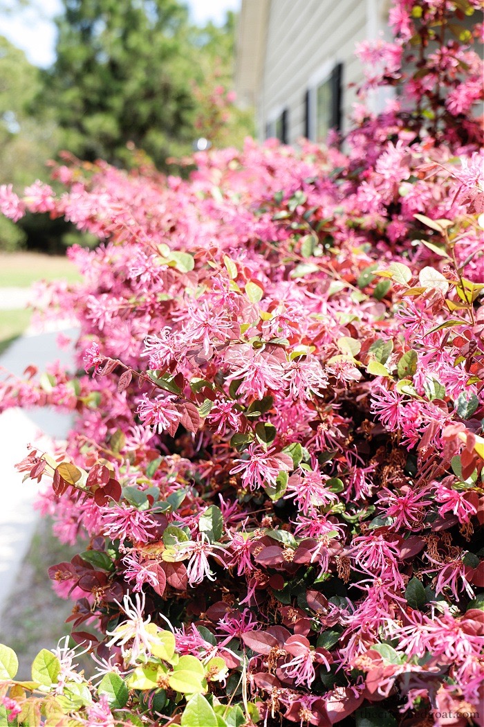Spring Flowers Porch Tour